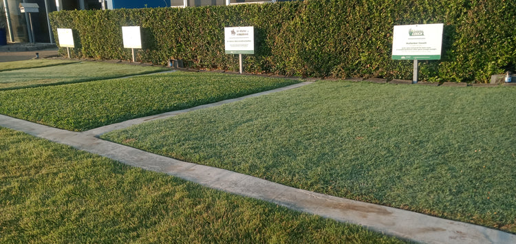 Turf Varieties | Best Grass For Lawn | Jimboomba Turf Group