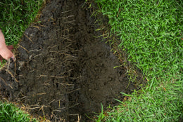 Zoysia Grass – Zoysia Australis | Jimboomba Turf Group