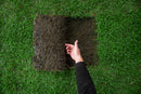 Zoysia Grass – Zoysia Australis | Jimboomba Turf Group