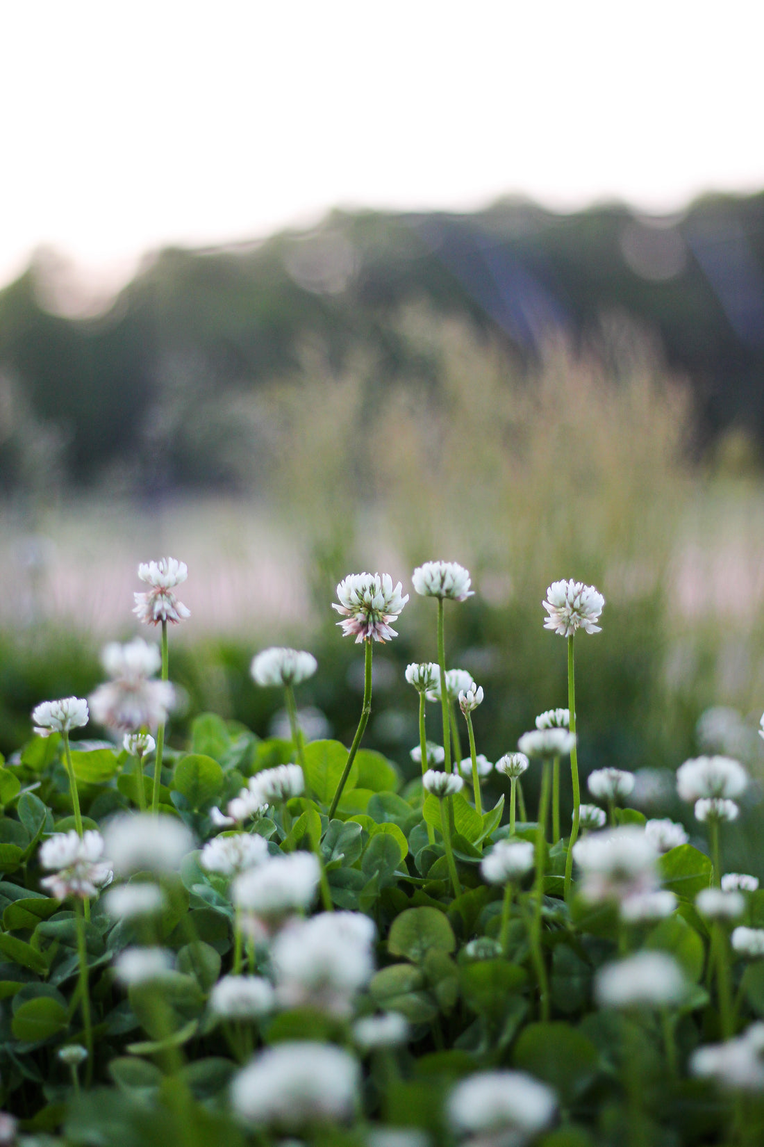 Weed Identification Guide – Jimboomba Turf Group