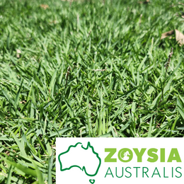 Zoysia Grass – Zoysia Australis | Jimboomba Turf Group