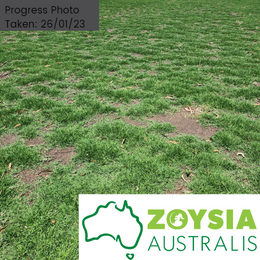 Turf - Zoysia Australis – Jimboomba Turf Group