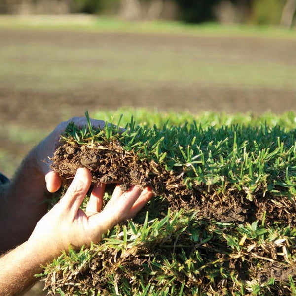 Turf - Sir Walter DNA Certified Buffalo Grass | – Jimboomba Turf Group